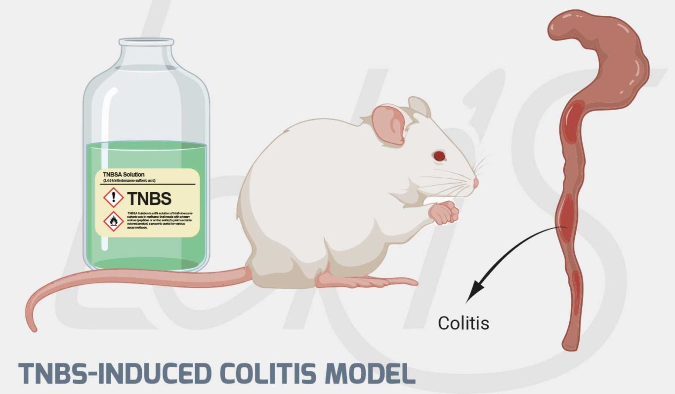 TNBS-Induced Colitis Model