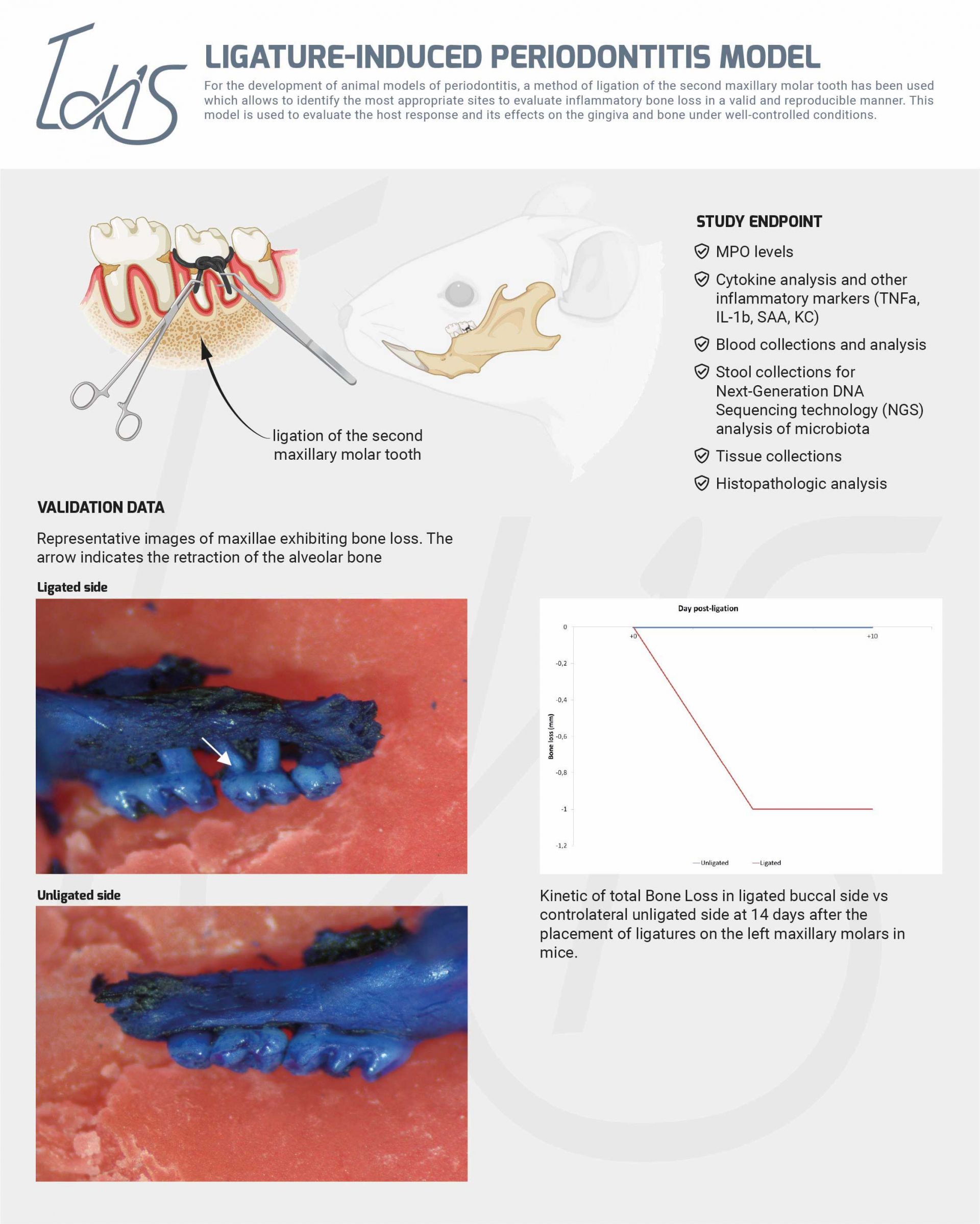Ligature-Induced Periodontitis Model at James Browning blog