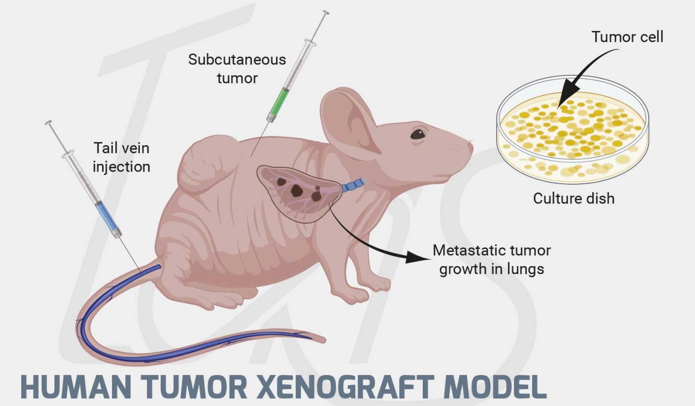 Cell Culture Mouse Xenograft at Bernardo Johnson blog